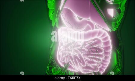 Human Body with Visible Digestive System Stock Photo - Alamy