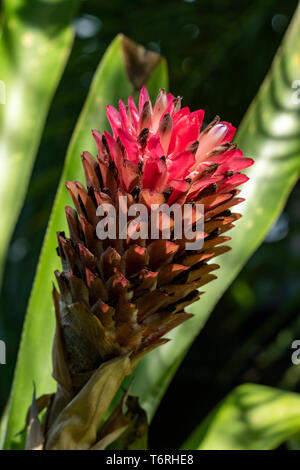 Quesnelia testudo, Yumenoshima Tropical Greenhouse Dome, Yumenoshima ...