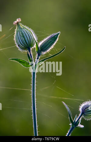 Cobweb on a background of green lawn Stock Photo - Alamy