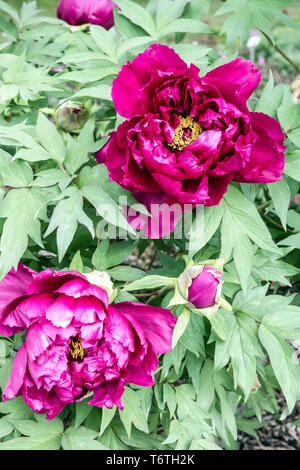 Paeonia suffruticosa - Japanese Tree red peony Red Peonies Stock Photo ...