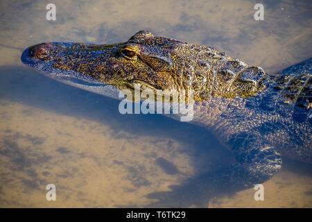 American alligator (A. mississippiensis) in a heavy rainfall. March in ...