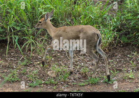 common DUIKER Sylvicapra grimmia antelope walking along south-Afrika ...