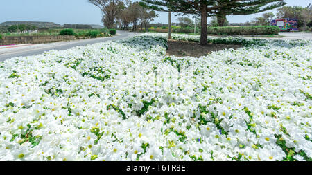 Flowers arrangement and roundabouts in Malta and Gozo Stock Photo - Alamy