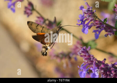 Hummingbird hawkmoth, Macroglossum stellatarum, Germany Stock Photo - Alamy