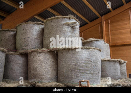 Round Bales of straw stored in a Barn Stock Photo - Alamy
