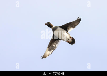 common goldeneye migration time Stock Photo - Alamy