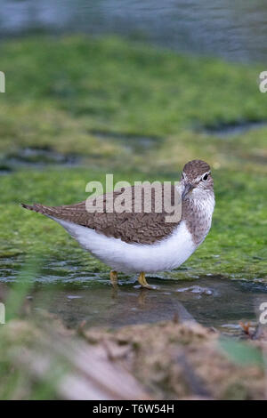 Common Sandpiper (Actitis hypoleucos), Cyprus, Europe Stock Photo - Alamy