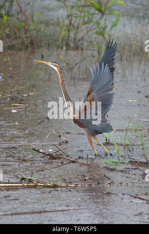 Adult Eastern Purple Heron (Ardea purpurea manilensis) at Candaba Marsh ...