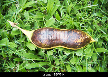 Moreton Bay Chestnut, Black Bean Tree (Castanospermum australe), three ...