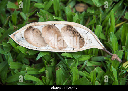 Moreton Bay Chestnut, Black Bean Tree (Castanospermum australe), three ...