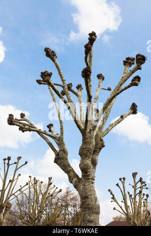 Pollarded London plane (Plantus x hispanica) trees on a south London ...