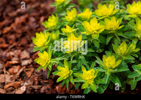 Yellow and green Cushion spurge, Euphorbia Polychroma, Euphorbiaceae ...
