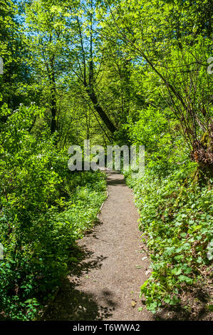 WASHINGTON -Hiker on the outdoor walkway at the old Mount Pilchuck Fire ...