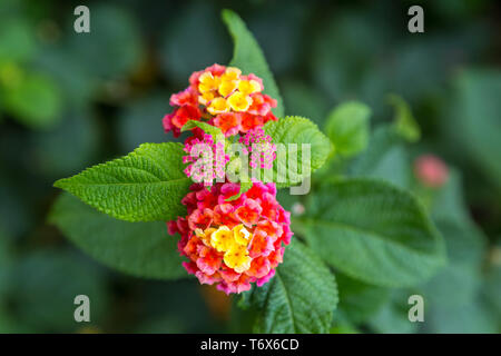 Pink and yellow lantana flowers at sunset Stock Photo - Alamy
