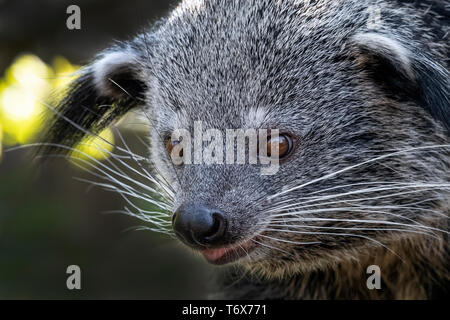 Close-up of a bearcat (Arctictis binturong), during an animal encounter ...