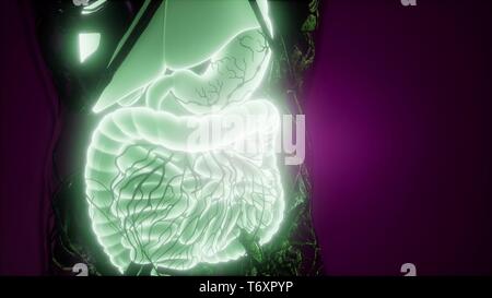 Human Body with Visible Digestive System Stock Photo - Alamy