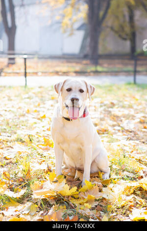 cute nice sweet yellow labrador Stock Photo - Alamy