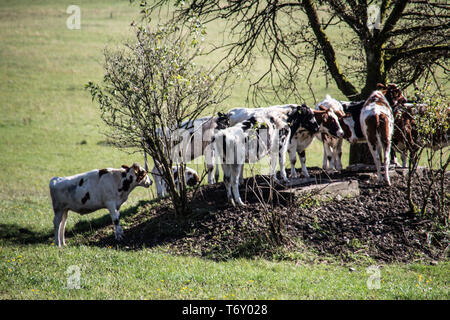 Cows seek shade under tree Stock Photo - Alamy