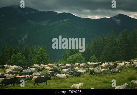 A lot sheep on beautiful green meadow Stock Photo - Alamy