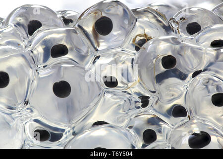 Cell division of frog spawn Stock Photo - Alamy