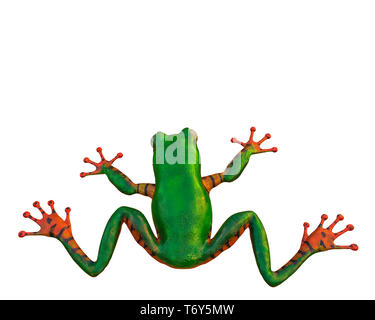 amazon tiger frog in a white background will put some fun in yours ...