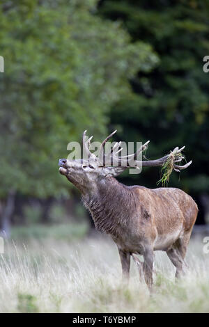 Red Deer (Cervus elaphus), Copenhagen, Denmark Stock Photo - Alamy