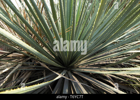 Native plant at the UNAM botanical garden, Mexico City, Mexico Stock ...