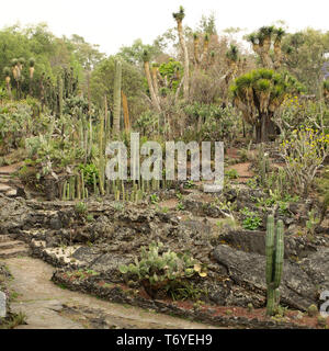 Native plants at the UNAM Botanical Garden, Mexico City, Mexico Stock ...