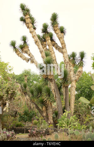 Native plants at the UNAM Botanical Garden, Mexico City, Mexico Stock ...