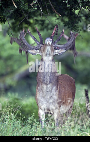 Red stag with shreds of velvet on the antlers Stock Photo - Alamy