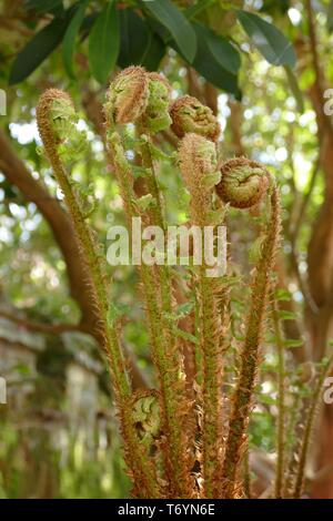 Ferns vascular plants with true leaves megaphylls, pinnate in forest in ...