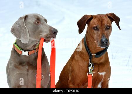 Weimaraner and Rhodesian Ridgeback Stock Photo - Alamy