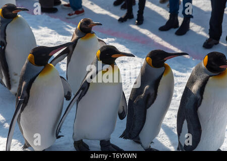 King Penguin walk for exercise, Hokkaido, Japan Stock Photo - Alamy