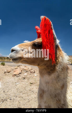 A wandering lama Stock Photo - Alamy