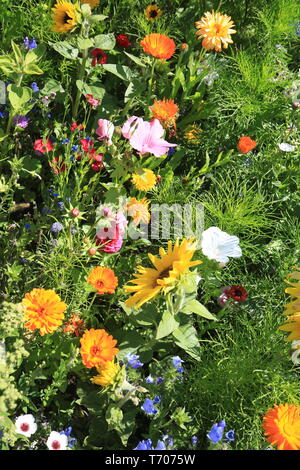 Flower meadow in summer with different colorful flowers Stock Photo - Alamy