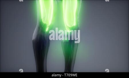 thigh muscles - Visible muscle anatomy map Stock Photo - Alamy