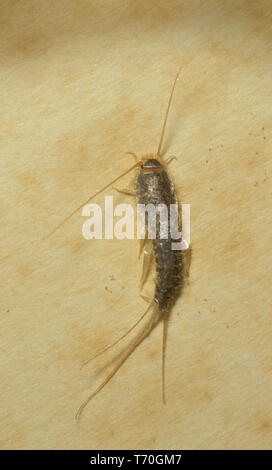 Silverfish (Lepisma saccharina Stock Photo - Alamy