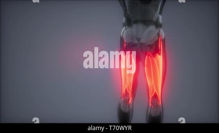 thigh muscles - Visible muscle anatomy map Stock Photo - Alamy