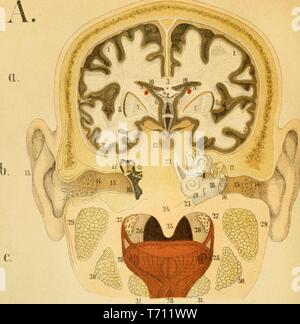 Vertical transverse section of the human brain Stock Photo - Alamy