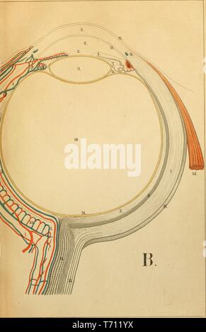 Eye Anatomy Side View, Illustration Stock Photo - Alamy