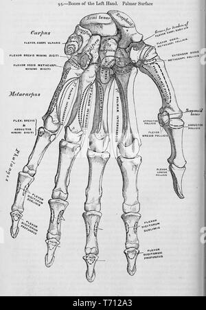 Left Hand Anatomy Anatomical Diagrams Of Left Arm And Hand Bones. Art