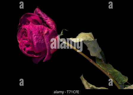 Macro of dried purple rose bud Stock Photo - Alamy