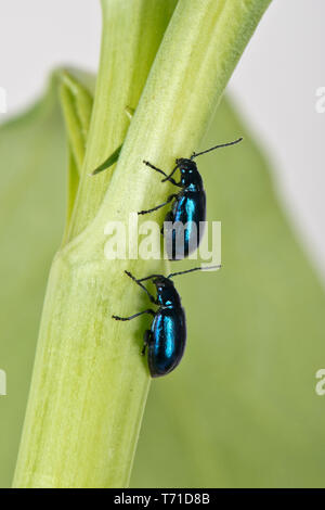 Metallic green flea beetle (Altica sp.) adult gregarious polyphagous ...