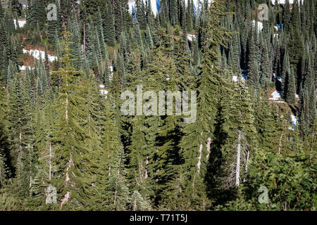 Evergreen trees grow large on Mt Rainier in Washington state Stock ...