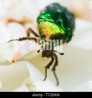 A macro shot of a rose chafer beetle on a white rose Stock Photo - Alamy