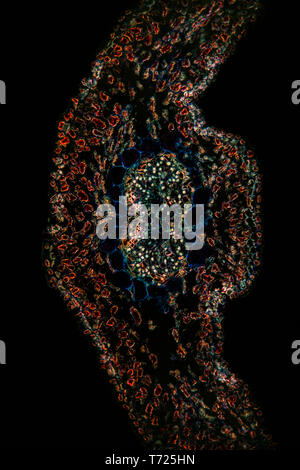 Pine needle cross section 100x Stock Photo - Alamy