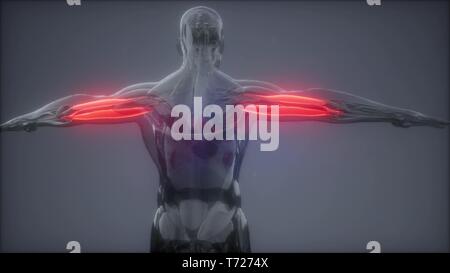 triceps - Visible muscle anatomy map Stock Photo - Alamy