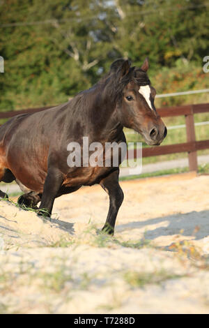 Gorgeous brown welsh cob running on the sand Stock Photo - Alamy