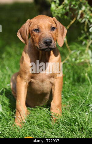 Rhodesian Ridgeback Puppy Stock Photo - Alamy