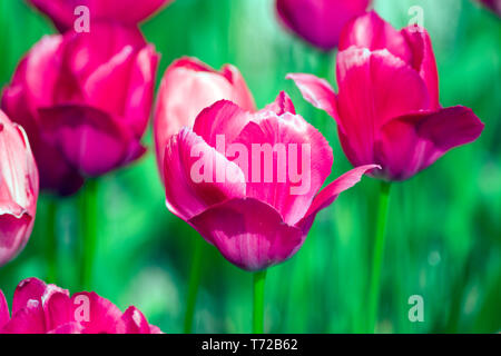 Tulip Lady Van Eijk Stock Photo - Alamy